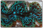 Acropora-Tri-Color - Acropora valida