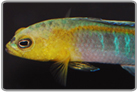 Choati Wrasse - Macropharyngodon choati