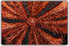 Colt Coral, Finger Coral - Cladiella spp.
