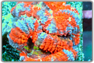 Acropora-Tri-Color - Acropora valida