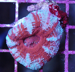 Acanthastrea - 1.5 x 1.5 inch - Acanthastrea maxima