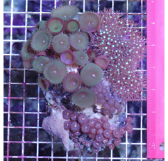 Mixed Polyp Rock - 6 x 3 inch - Pachyclavularia spp. & Palythoa spp