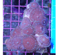 Purple and Red Frilly Mushroom-12+ Polyps - Rhodactis spp.