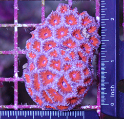 Australian Acanthastrea Lord - 2.5 x 1.5 inch - Acanthastrea lordhowensis
