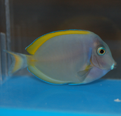Anyone seen a very large powder brown/ gold rim tang - Reef Central ...
