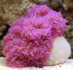 Purple Sebae Anemone - 3.5 inch base - Heteractis spp.