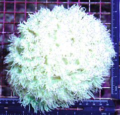 Elegance Coral - Blue Tip Yellow - 6 x 5 inch - Catalaphyllia jardinei