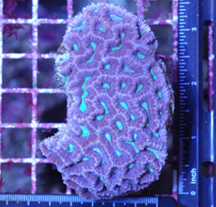 Neon Green and Purple Close Brian Coral - 3.5 x 2 inch - Favites spp.
