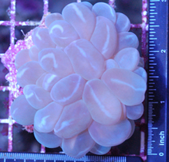 White Stripe Bubble Coral - 3 x 2.5 inch - Plerogyra spp.