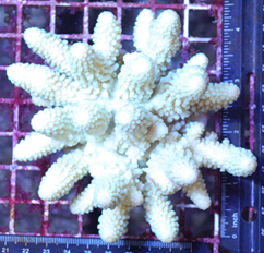 Bright Yellow Acropora - 4.5 x 4.5 inch - Acropora spp.