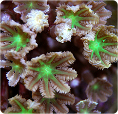 Clove Polyps-Green, Eight Tentacle Polyps - Clavularia spp.
