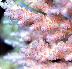 Acropora Table-Pink - Acropora spp.