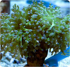 Frogspawn-Branch Green, Octopus Coral - Euphyllia paradivisa