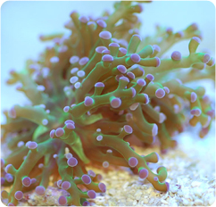Frogspawn-Branch Metallic Green Purple Tips, Octopus Coral - Euphyllia ...