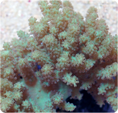 Finger Leather-Green, Finger Soft Coral - Sinularia spp.