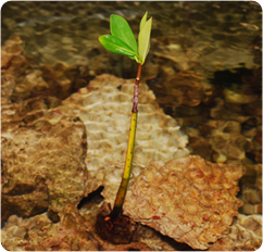 Mangrove Shoot, Red Mangrove Tree - Rhizophora mangle