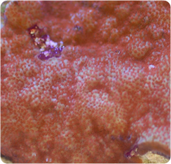 Montipora Encrusting-Hulk - Montipora spp.
