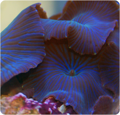 Neon Blue Stripe Mushroom, Mushroom Anemone - Actinodiscus spp.