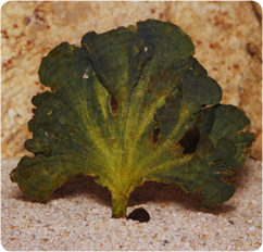 Ornate Fan Algae, Mermaid's Fan Plant - Udotea spp.