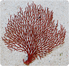Sea Fan - Red - Gogonia spp.