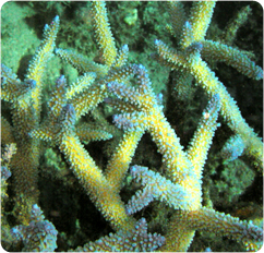 Acropora Staghorn-Yellow - Acropora spp.