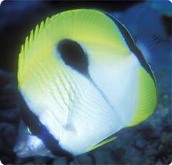 Yellow Teardrop Butterflyfish - Chaetodon unimaculatus