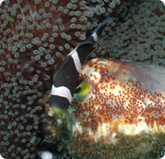 Sebae Clownfish, Seba's Anemonefish - Amphiprion sebae