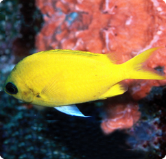 Yellow Chromis - Chromis analis