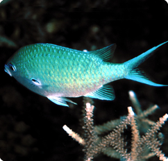 Black Axil Chromis - Chromis atripectoralis