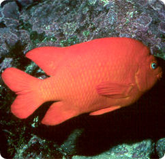 Garibaldi Damselfish, California Damselfish - Hypsypops rubicunda