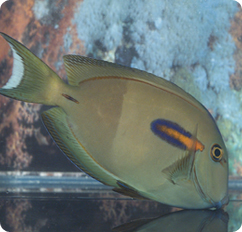 Orangeshoulder Tang, Orange-epaulette Surgeonfish - Acanthurus olivaceous
