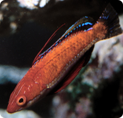 Longfin Fairy Wrasse, Blue and Red Fairy Wrasse - Cirrhilabrus ...