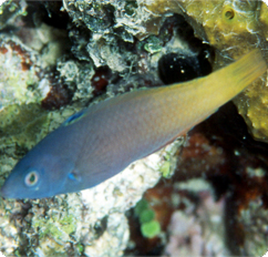 Two Tone Wrasse - Halichoeres prosopeion
