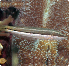 Cigar Wrasse - Cheilio inermis