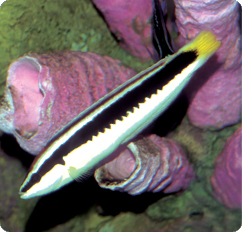 Comb Wrasse - Coris picta