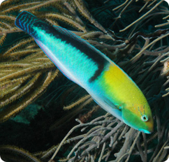 Yellow Head Wrasse, Neon Wrasse - Halichoeres garnoti