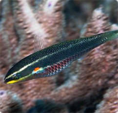 Bluelined Wrasse - Stethojulis albovittata