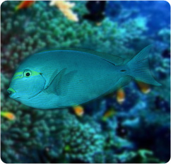 Mata Surgeonfish, Elongate Surgeonfish - Acanthurus mata