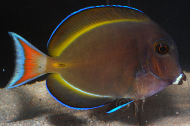 Achilles + Gold Rim Hybrid Tang - Acanthurus achilles X Acanthurus ...