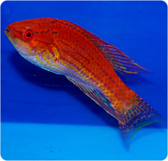 Angular Flasher Wrasse, Lyretail Flasher Wrasse - Paracheilinus angulatus