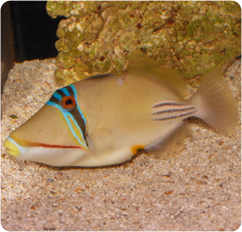 Assasi Triggerfish, Red Sea Picasso Triggerfish - Rhinecanthus assasi