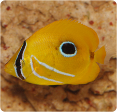 Bennett's Butterflyfish, Bluelashed Butterflyfish - Chaetodon bennetti