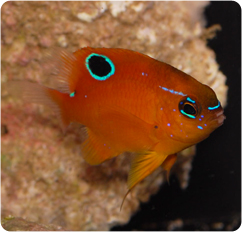 Black Spot Red Damsel - Neoglyphidodon polyacanthus