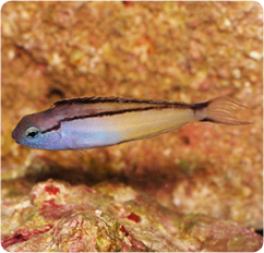 Blackline Fang Blenny - Meiacanthus nigrolineatus