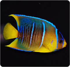 Blue Angelfish -Juvenile - Holacanthus bermudensis