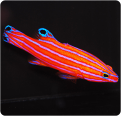 Candy Basslet - Liopropoma carmabi