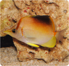 Caribbean Longnose Butterflyfish, Rosy Butterflyfish - Prognathodes ...