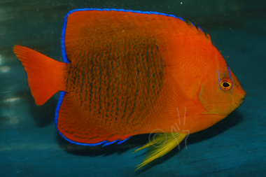 Clarion Angelfish - Captive Bred - Holacanthus clarionensis