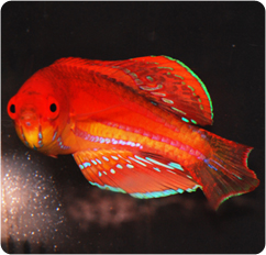 Diamond-Tail Flasher Wrasse - Paracheilinus attenuatus