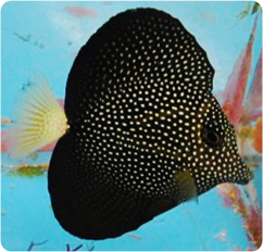 Gem Tang, Spotted Tang - Zebrasoma gemmatum